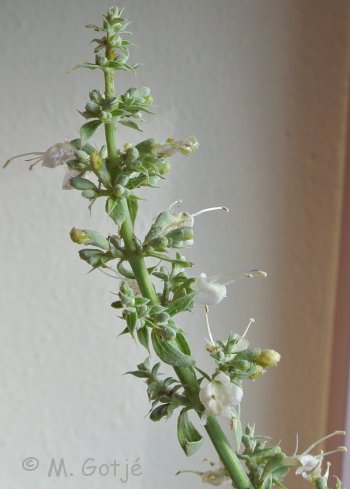 Witte salie Planten in Nederland - Salvia apiana om te adopteren.