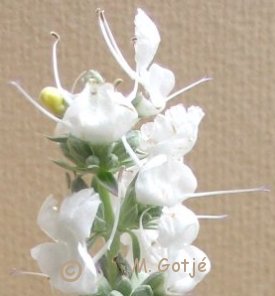 Witte salie (Salvia apiana) in Nederland - de variëteiten - door Marcel ...
