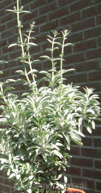 Witte salie (Salvia apiana) in Nederland - de variëteiten - door Marcel ...
