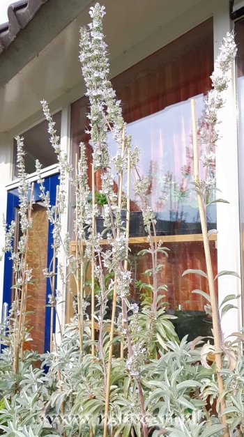 Witte salie plant (Salvia apiana) meer dan 15 jaar in Nederland - door ...